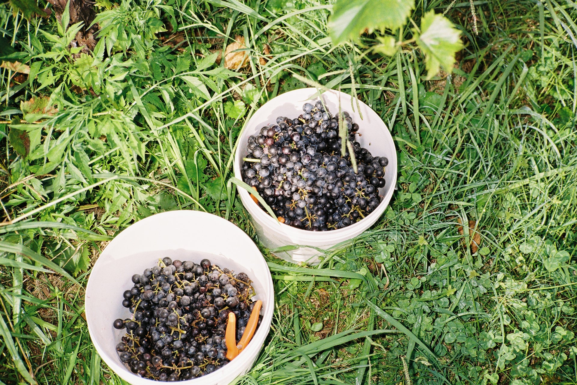 How is Natural Wine Made? Doom Juice Blog #2 – Doom Juice Worldwide